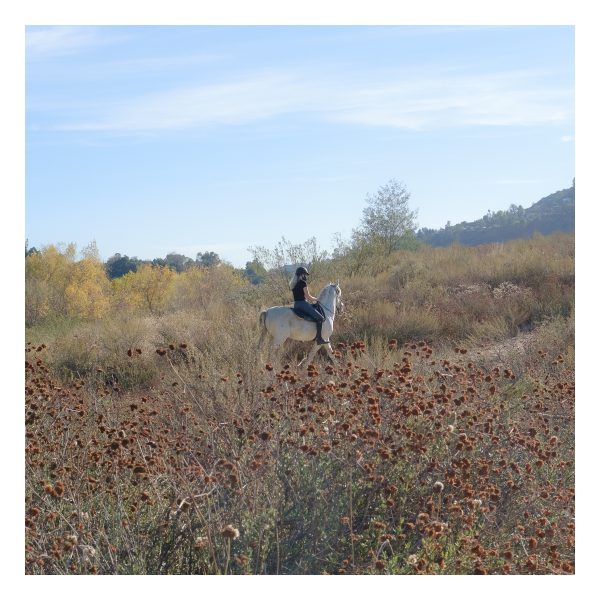 Carrie Mae Weems Archives - SAMBlog