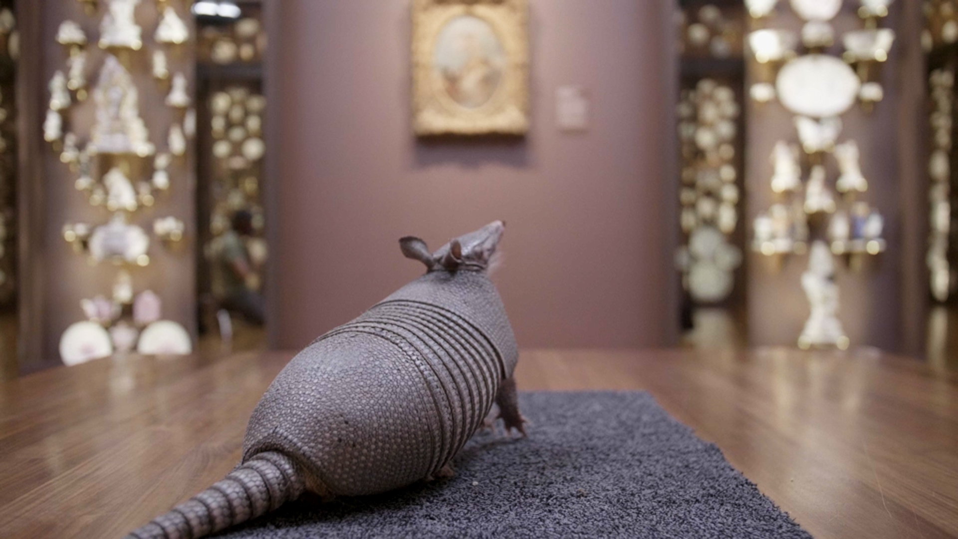 Wild at Heart: SAM x Woodland Park Zoo - SAM Stories