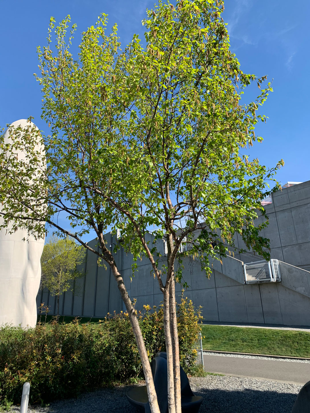 Tour the Olympic Sculpture Park's Trees - SAM Stories